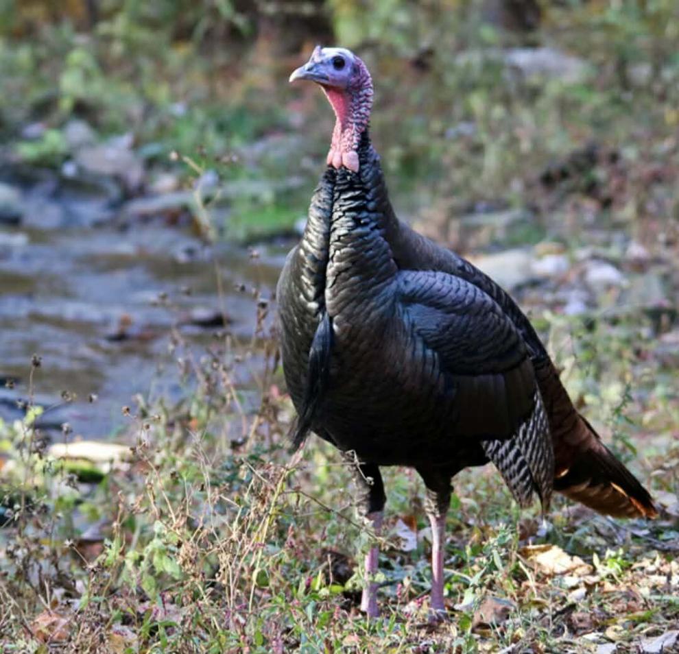 ODNR announces 2026 spring wild turkey hunting seasons across Ohio ...