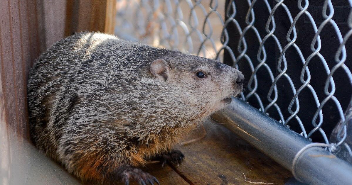 West Virginia Gov. Justice: Groundhog Day canceled, future of trout ...
