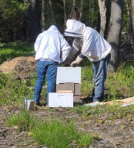 beekeeping preston