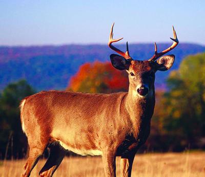 West Virginia Buck Harvest Plummets Over 7% During 2023 Season | WV ...