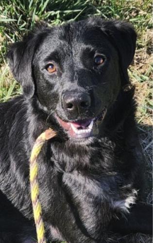 Preston Pet of the Week | | wvnews.com