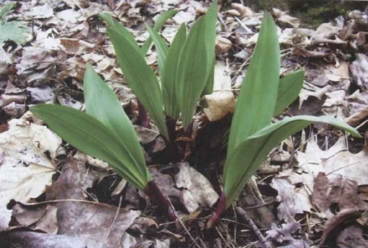 Ramps: West Virginia's favorite foraged food | Free News | wvnews.com