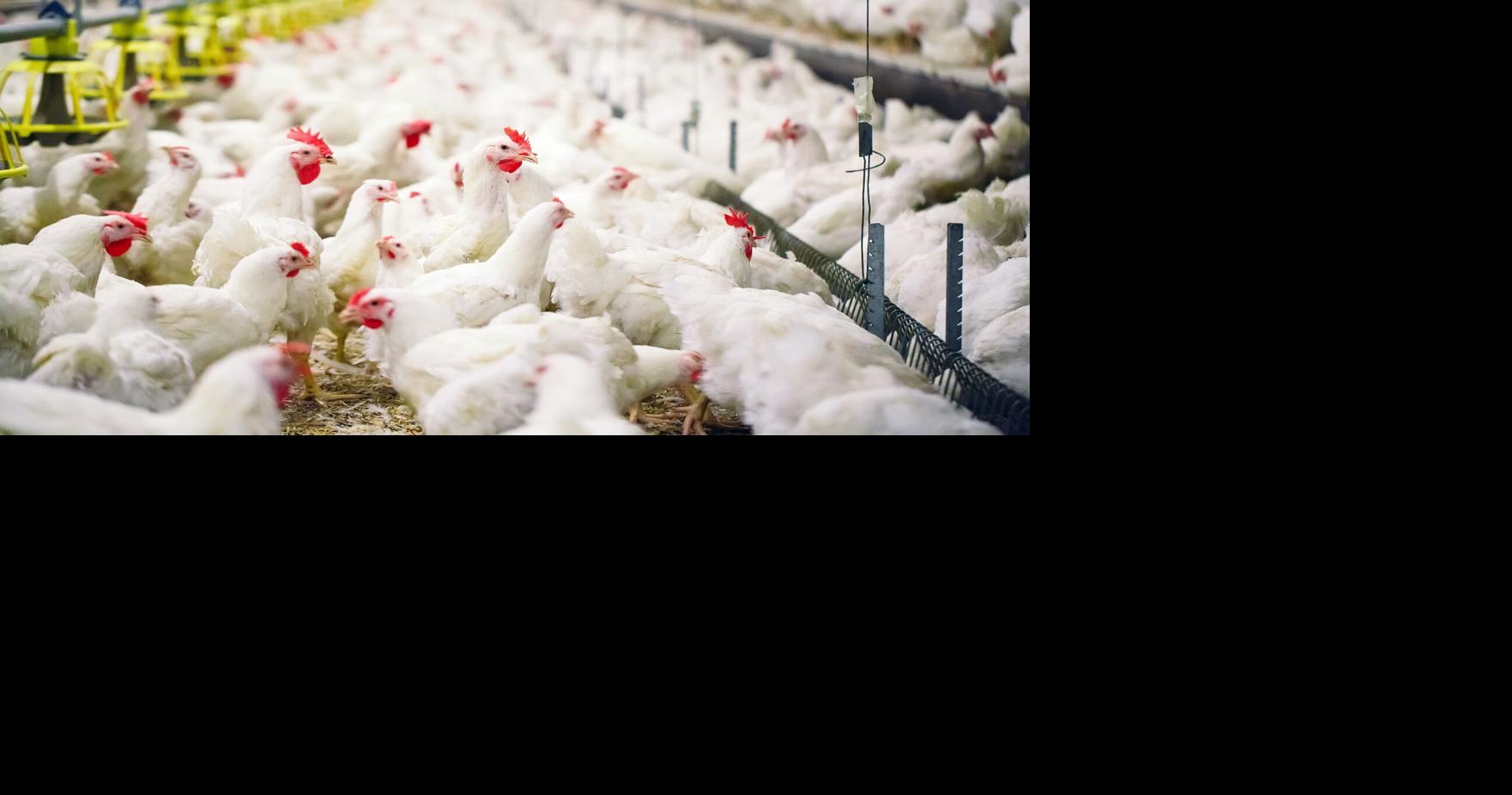 Avian Influenza hasn't deeply infected West Virginia, but threat still ...