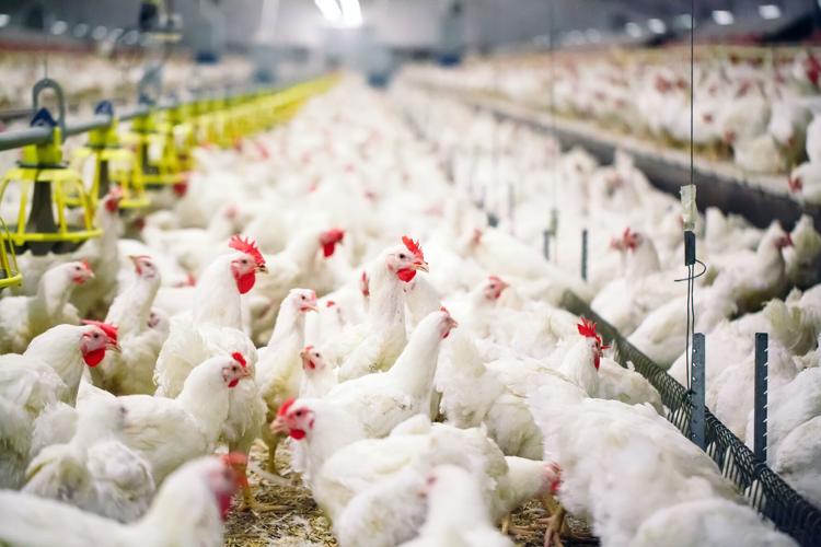 Avian Influenza hasn't deeply infected West Virginia, but threat still ...
