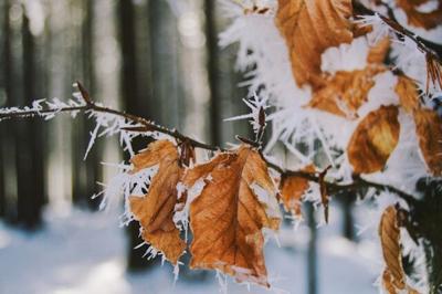 2024 West Virginia First Frost Dates and Garden Protection Tips | WV ...