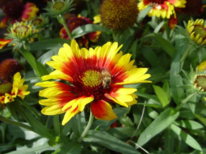 Yardsmart: Flowers for the country border | | wvnews.com