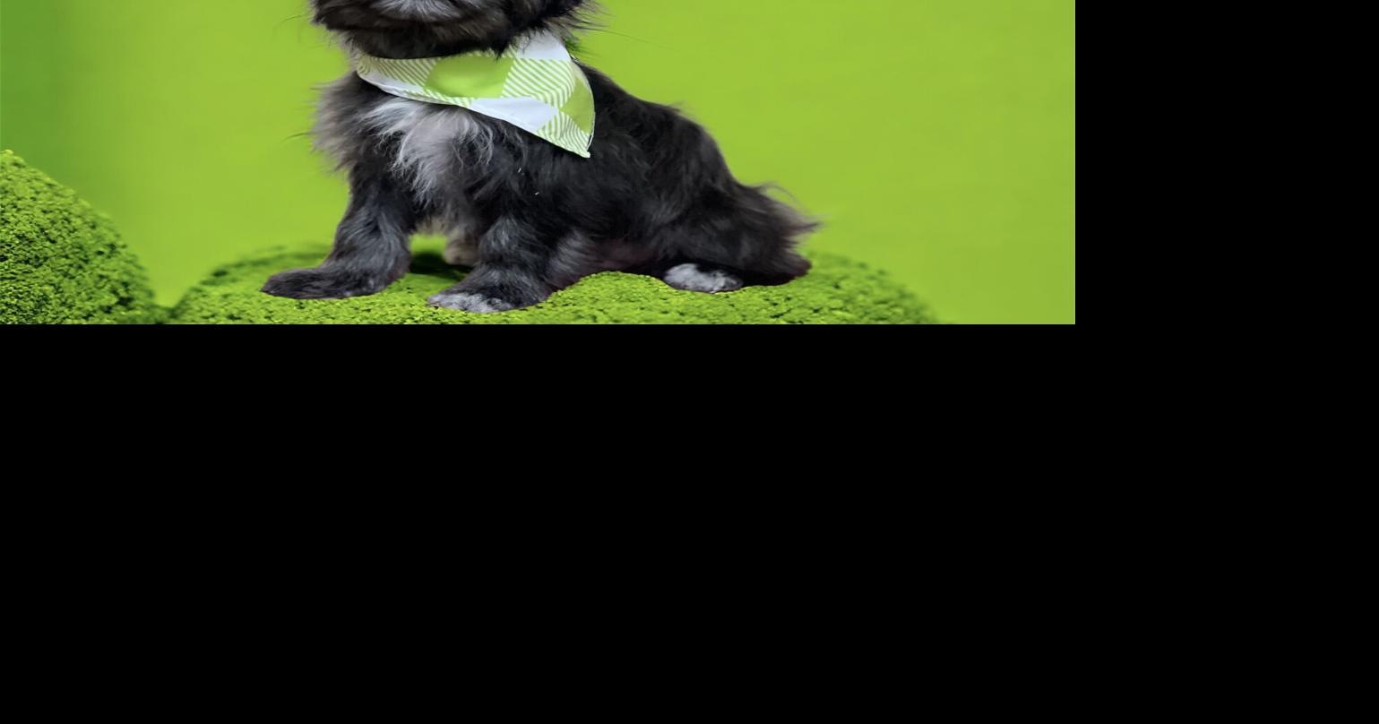 A dream come true: Businesswomen open dog spa, pet photography studio ...