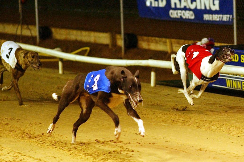 Poll: 65% of West Virginians support phasing out greyhound racing ...