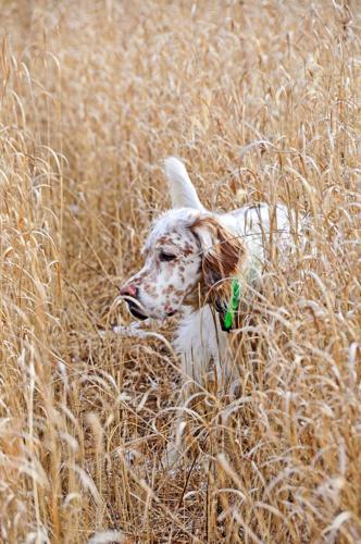 Rooted in a Renaissance | NCWV Life | wvnews.com