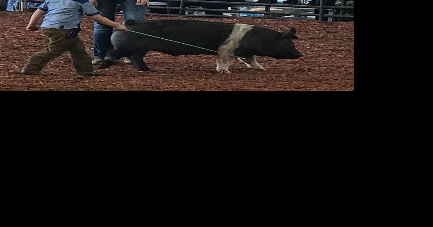Pee Wee Pig Showmanship competition spans over two decades | | wvnews.com