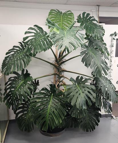 big monstera