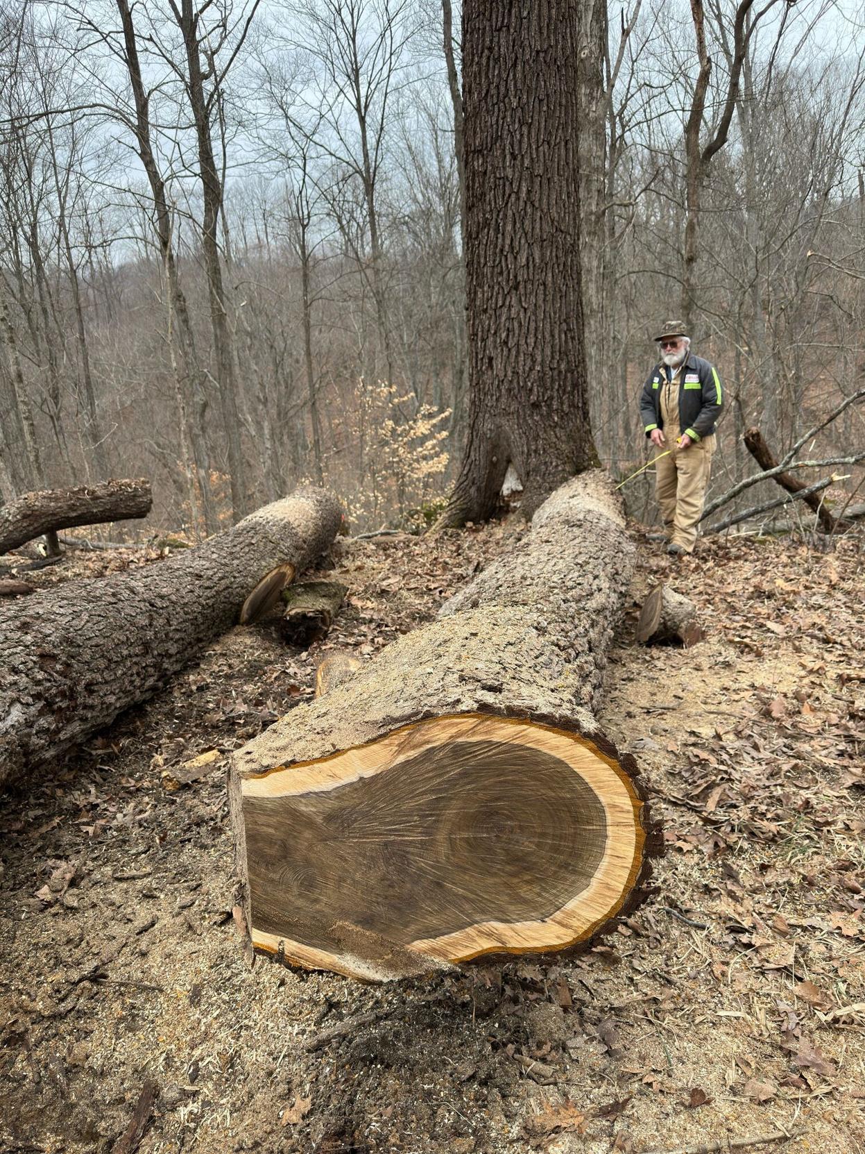 Hunt family harvests historic walnut trees after decades of care ...
