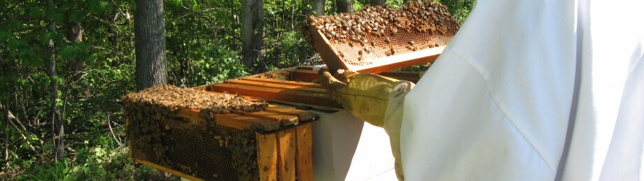 Beekeepers promote statewide 'Bee Bill' ahead of 2026 Legislative ...