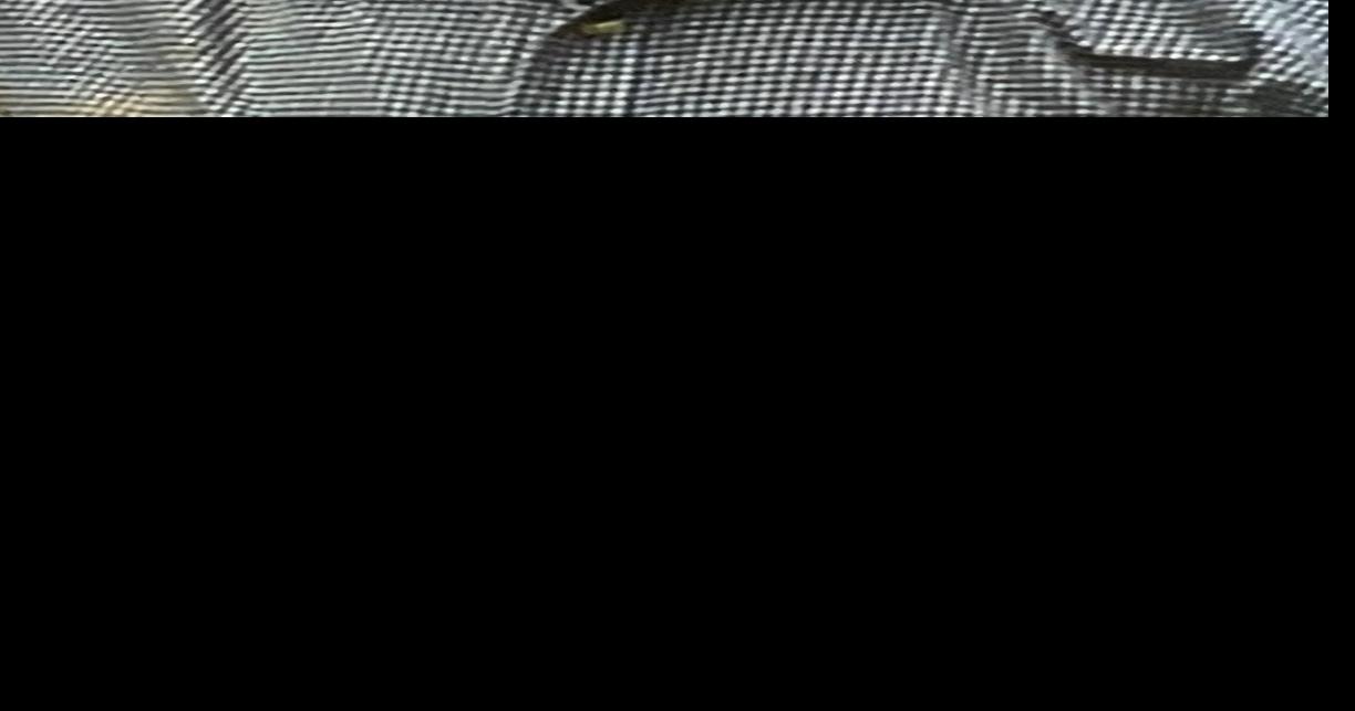 Dale Ray Kerns | Jackson Star and Herald - Ripley and Ravenswood ...