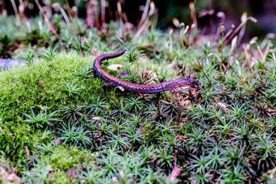 West Virginia University researchers attempt to save two salamander ...