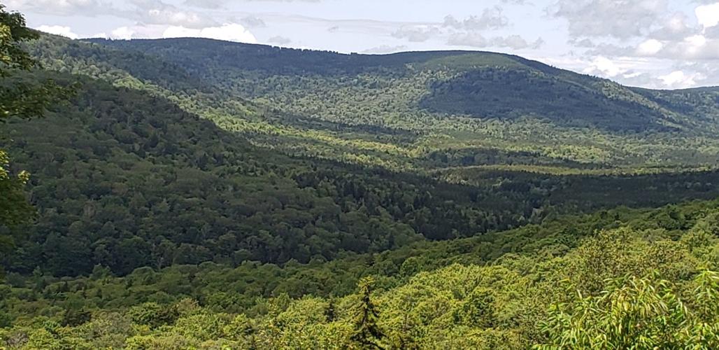West Virginia DNR Forest Management program enjoys success | | wvnews.com
