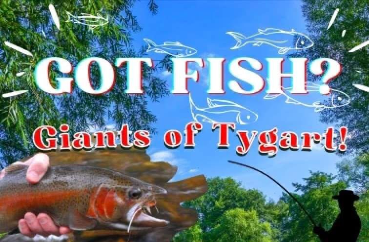 Giants of Tygart (West Virginia) trout stocking event postponed ...