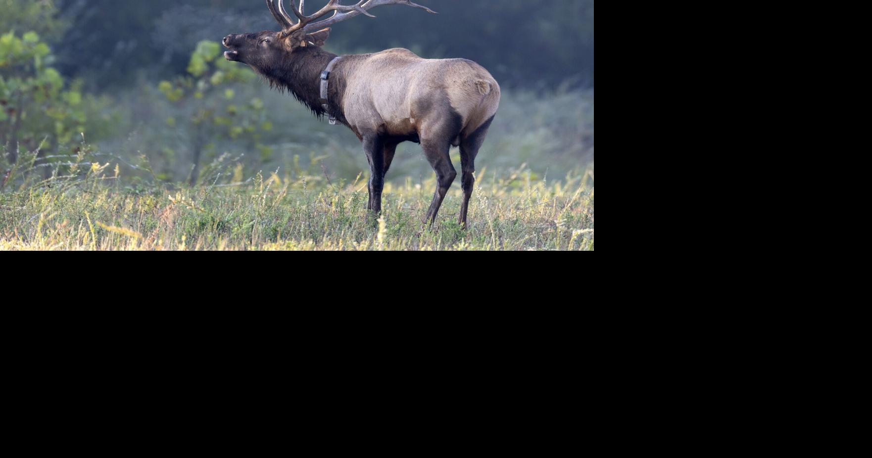 Logan County elk viewing platform opens as West Virginia works to ...