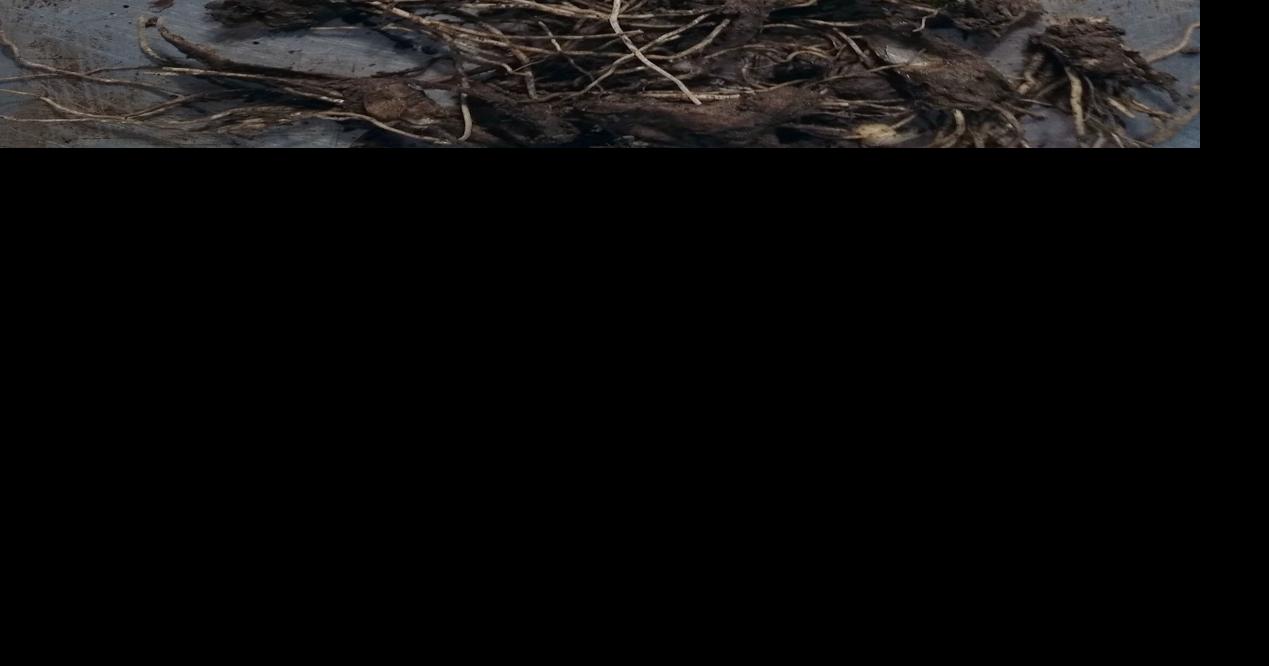 Spring has sprung and ramp season has begun for North Central, WV | WV ...