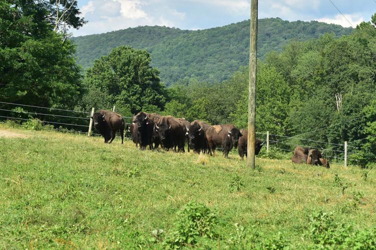 Preston County farms part of annual West Virginia Farm Crawl | WV News | wvnews.com