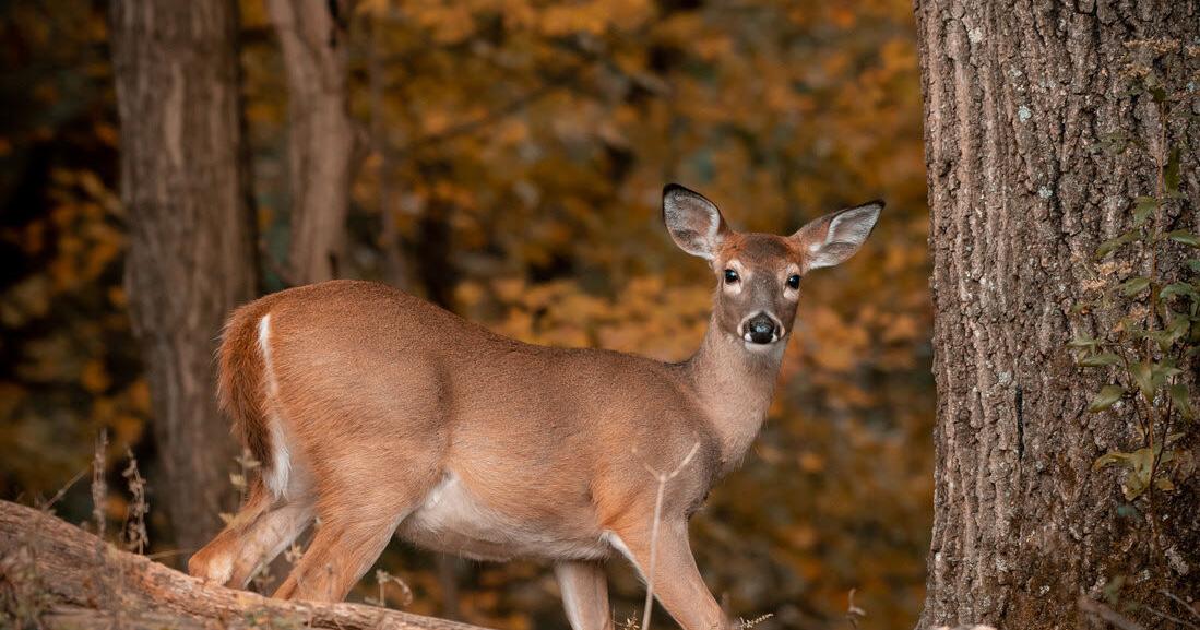DNR: West Virginia deer rifle season off to a 'great start ...