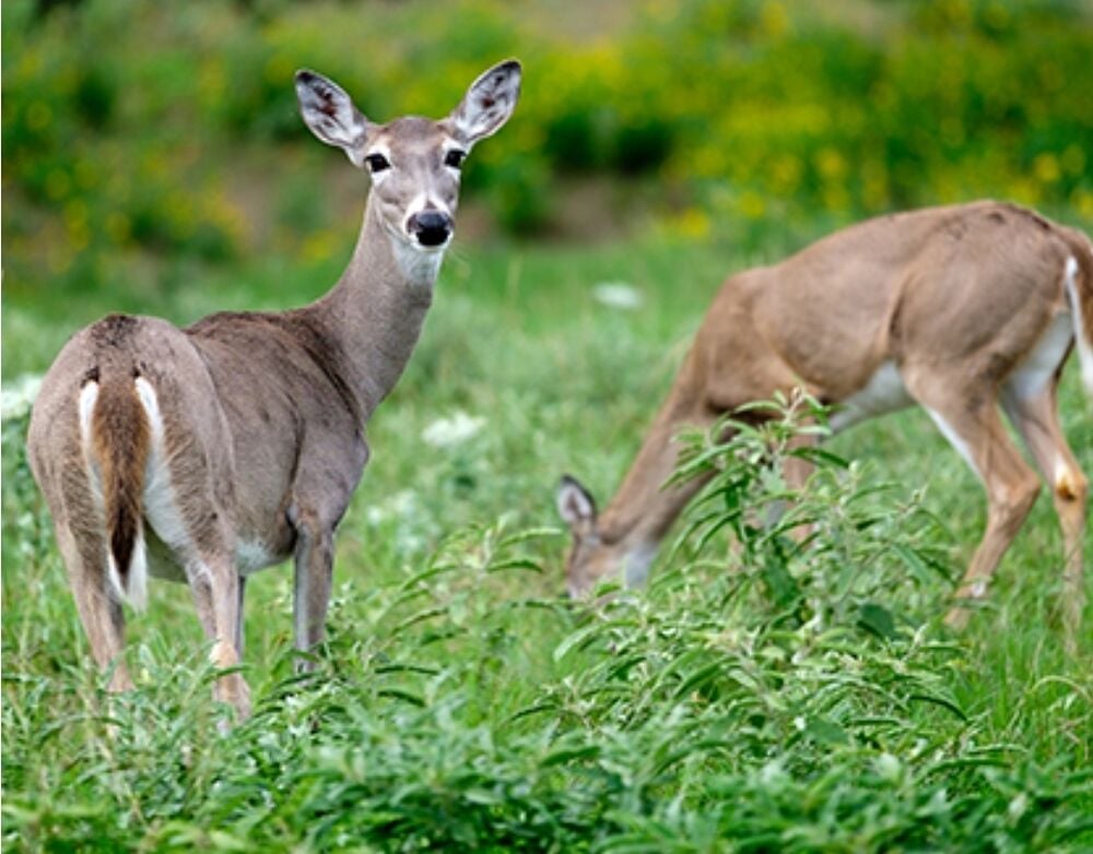 Number of deceased deer rises due to HD in Jackson County | Jackson ...