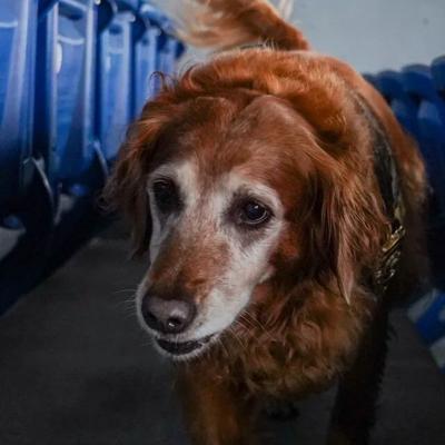 Beloved West Virginia University Police K-9, Ginger, Passes Away after ...