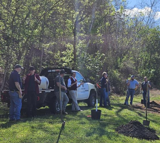 Weston Tree Commission partners with First Energy for Arbor Day tree ...