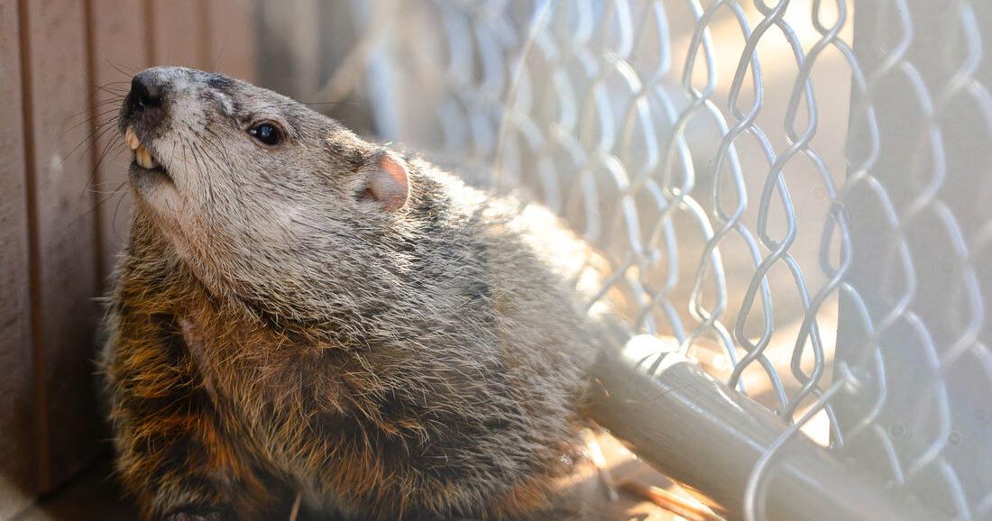 West Virginia Wildlife Center announces Groundhog Day celebration | WV ...