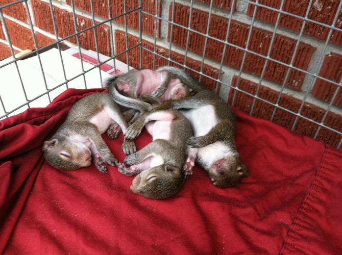 She rescues baby squirrels: 'They're quite destructive. I don't care. I ...