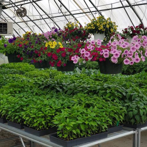 Local high schools to open greenhouses for customers to purchase ...