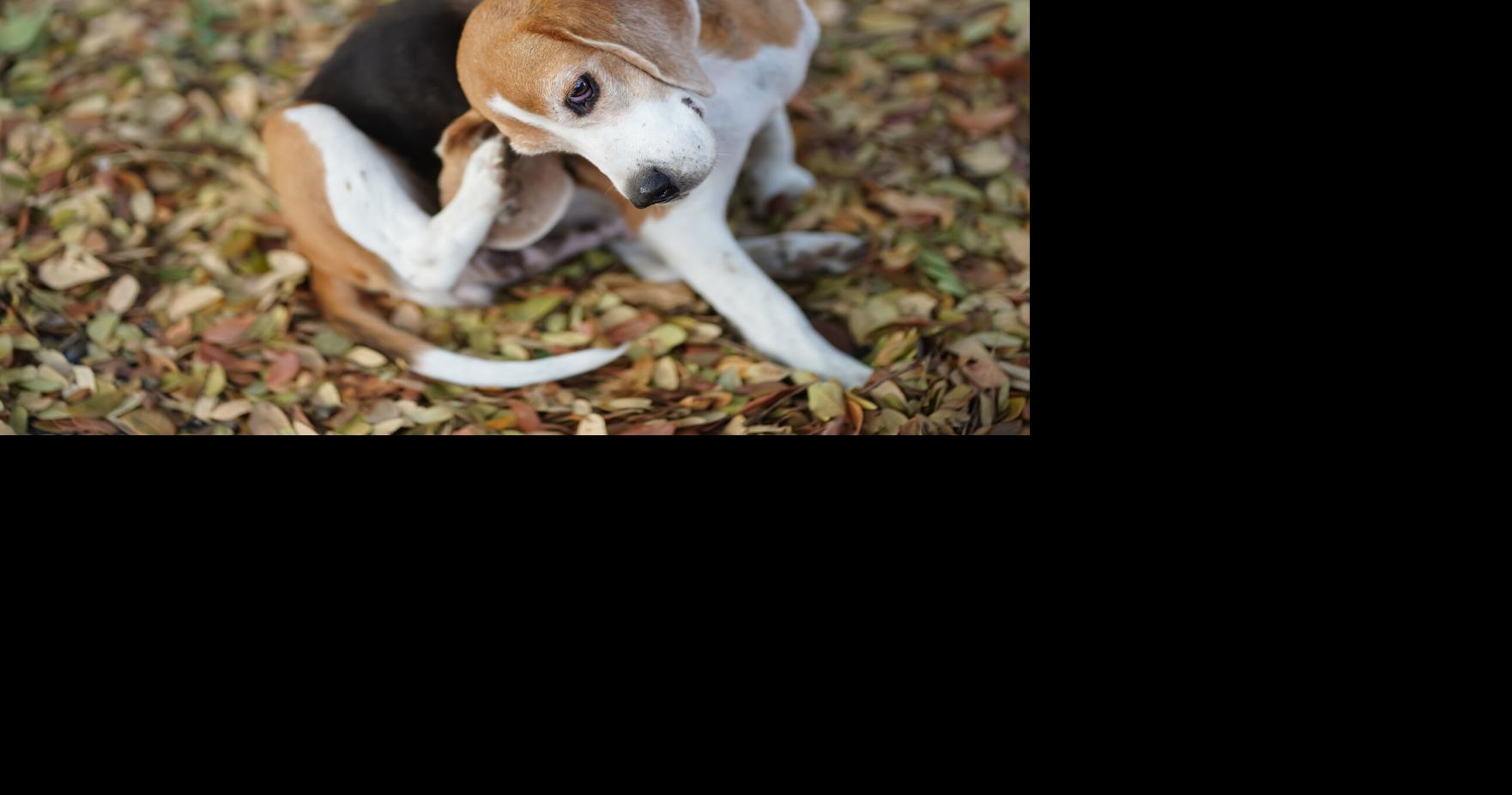 Fighting Fall Fleas: How to Protect Your Home and Pets This Season | WV ...