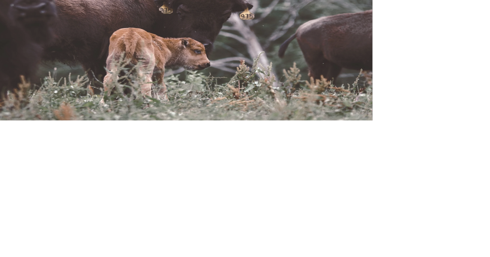 Buffalo at Riffle's Bison Farm | | wvnews.com