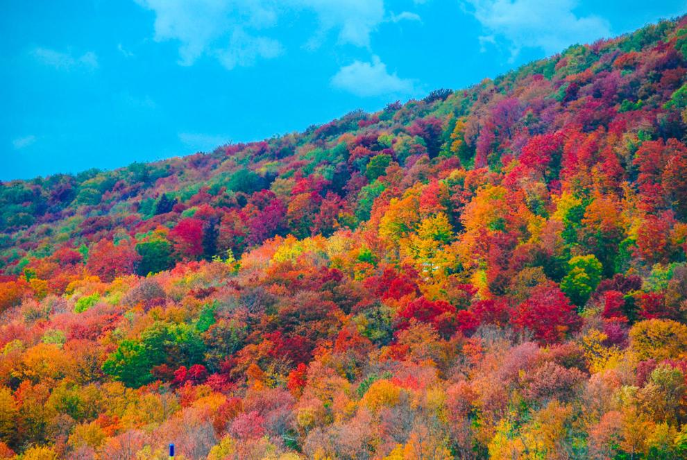 Celebrate Fall in West Virginia: A Seasonal Guide to Autumn Adventures ...