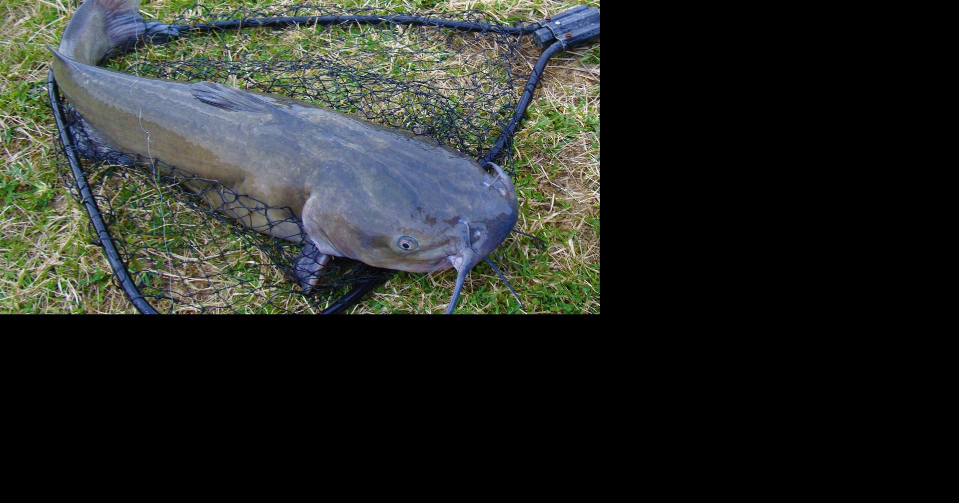 West Virginia DNR announces catfish stockings & final spring trout ...