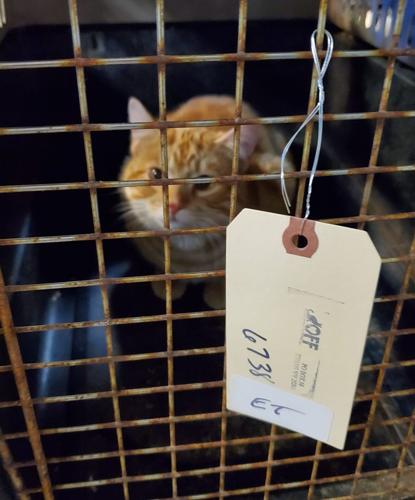 Operation Fancy Free, Inc. awarded a $25K grant for community cat ...