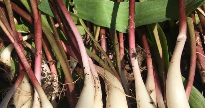 Celebrating spring: how to find, forage, and cook ramps in West ...