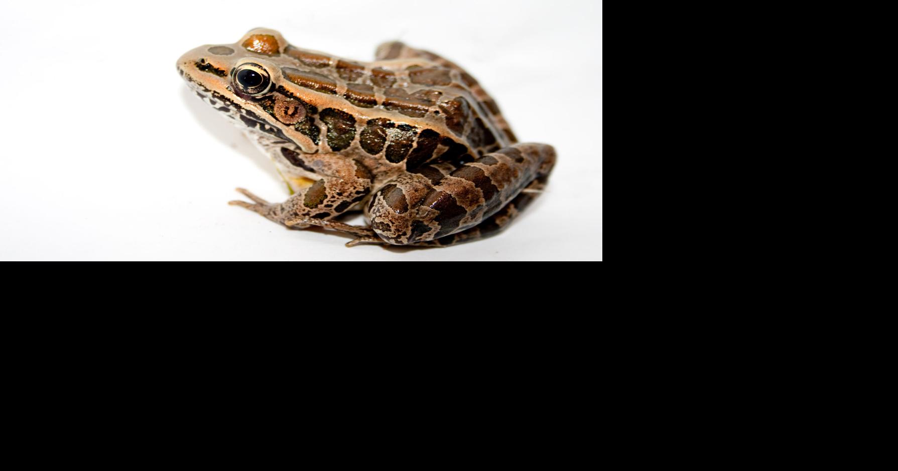 Understanding the Poisonous Pickerel Frog and Other Frogs in West ...