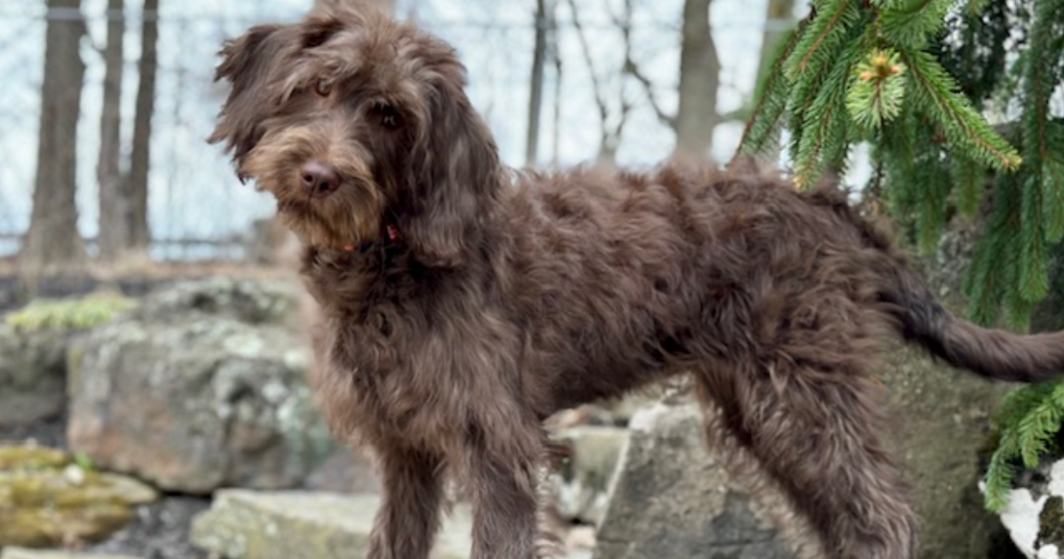 West Virginia first lady Justice announces newest therapy dog | WV News ...