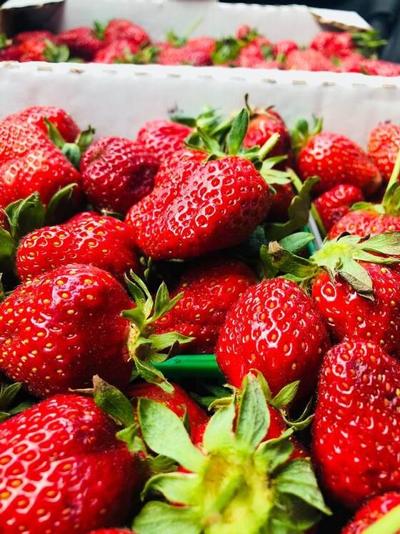 BHS Alumni & Friends Foundation brings back strawberry sale | Local ...