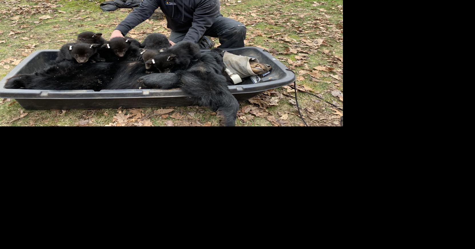 DNR black bear den survey proves productive | Garrett News | wvnews.com
