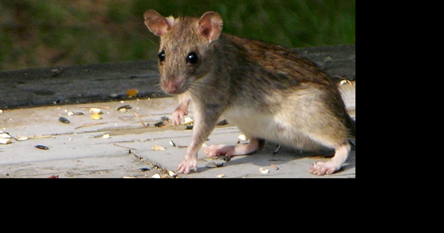 Chicago Named Rattiest City in America for 10th Year, Charleston, WV ...
