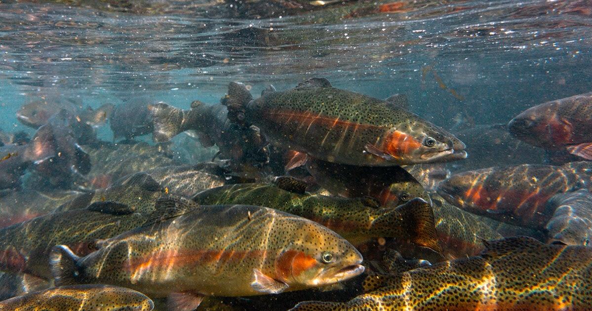 WVDNR Stocks 49 West Virginia Lakes, Streams, and Ponds with Fresh ...