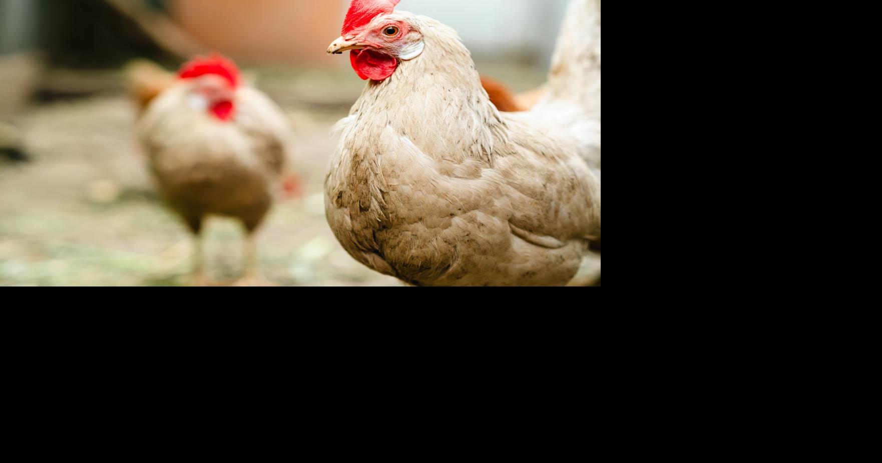 West Virginia Department of Agriculture confirms case of avian ...