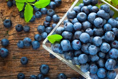 Peak Blueberry Season in West Virginia: A Guide to Optimal Berry ...