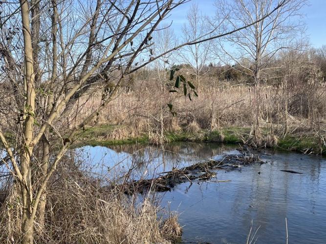 As beavers return to West Virginia wetlands, conservationists promote ...