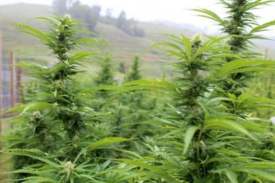 Hancock County Schools Introduces Policy to Address Student Possession ...