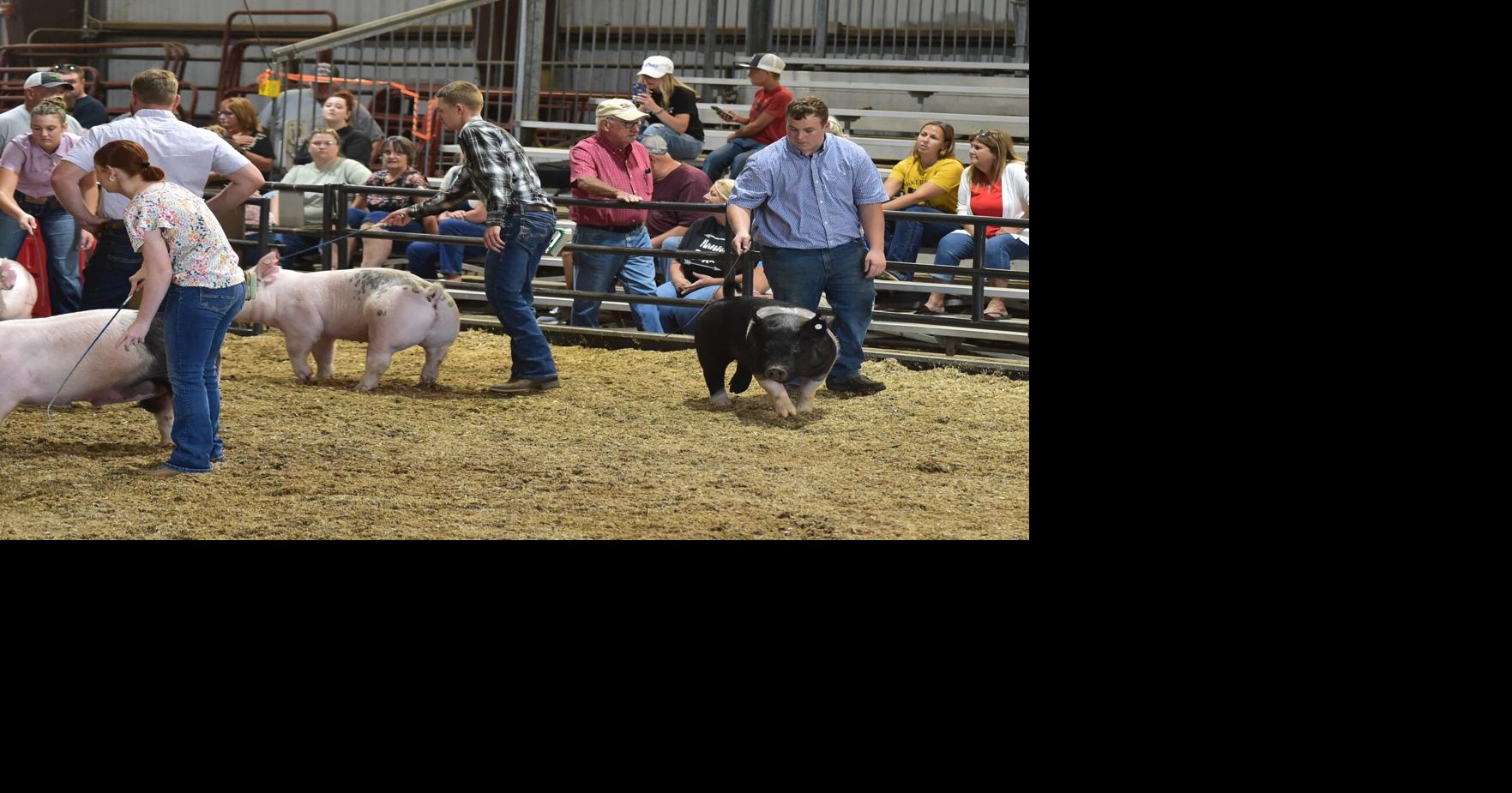 Showing their pigs | | wvnews.com