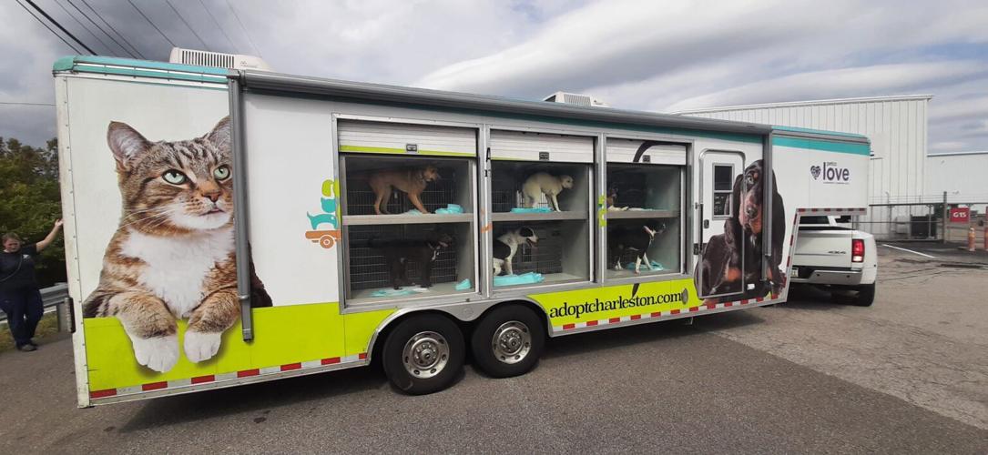 'Pilots to the Rescue' flies 16 dogs to forever homes in Michigan | WV ...