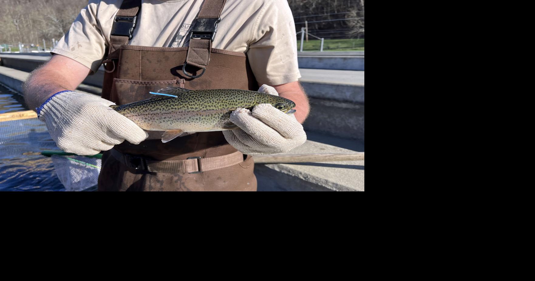 WVDNR offers $100 reward for West Virginia tagged trout | WV News ...